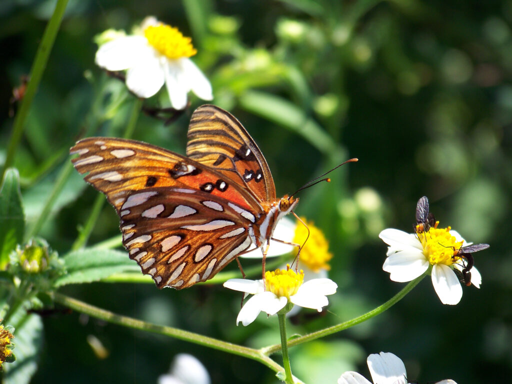 Ecology Florida - About Us - Lake Okeechobee Pollution